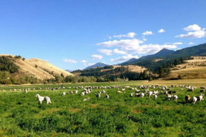 Blue Valley Meats - Visit Walla Walla