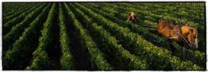Cayuse Vineyards - Visit Walla Walla