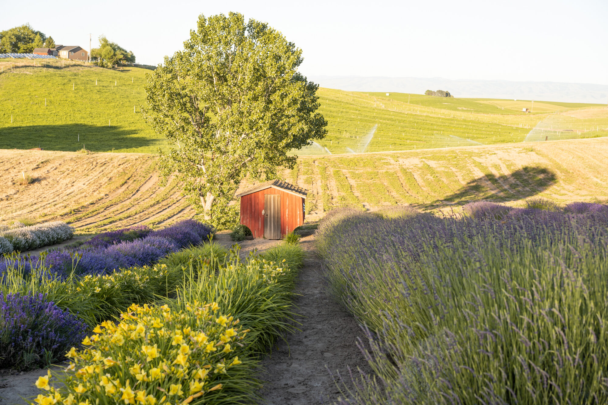 Blue Mountain Lavender Farm - Visit Walla Walla
