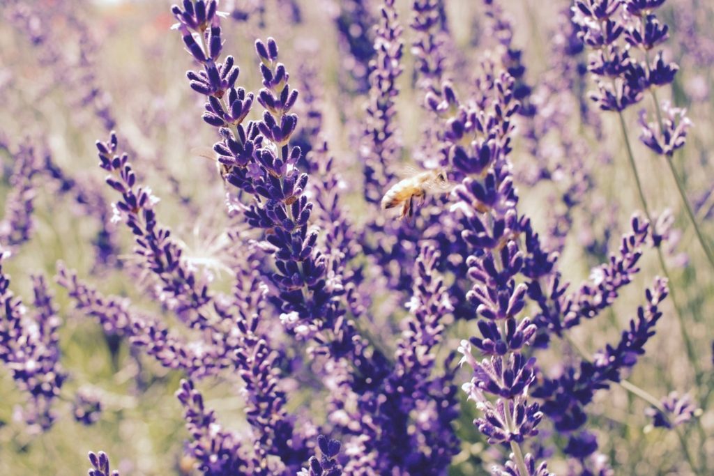 Blue Mountain Lavender Farm - Visit Walla Walla