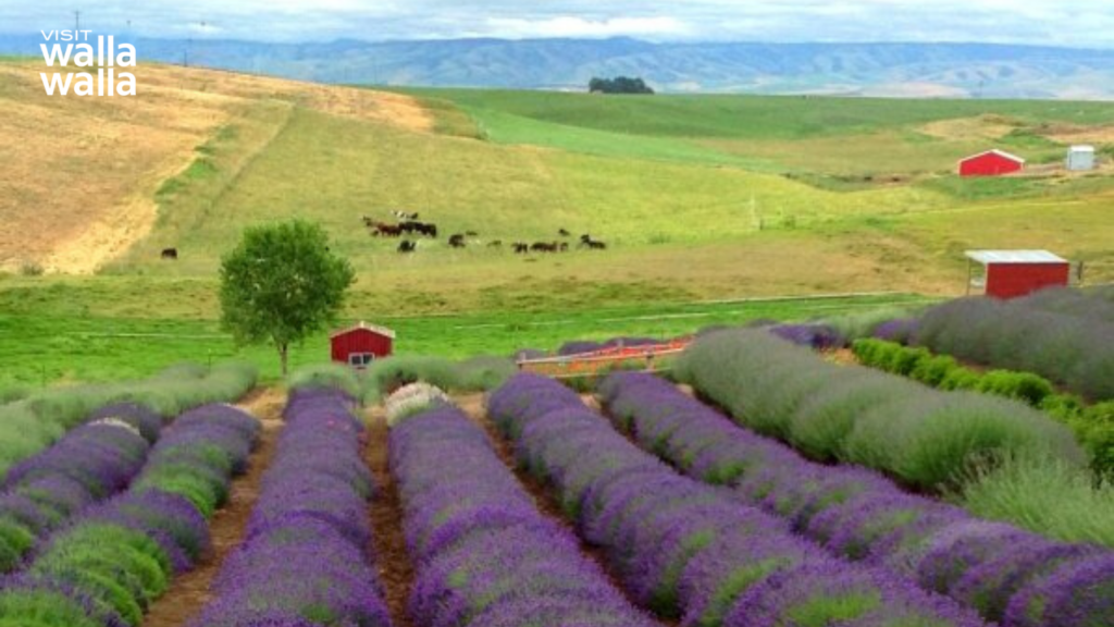 Zoom Virtual Backgrounds featuring Walla Walla - Visit Walla Walla