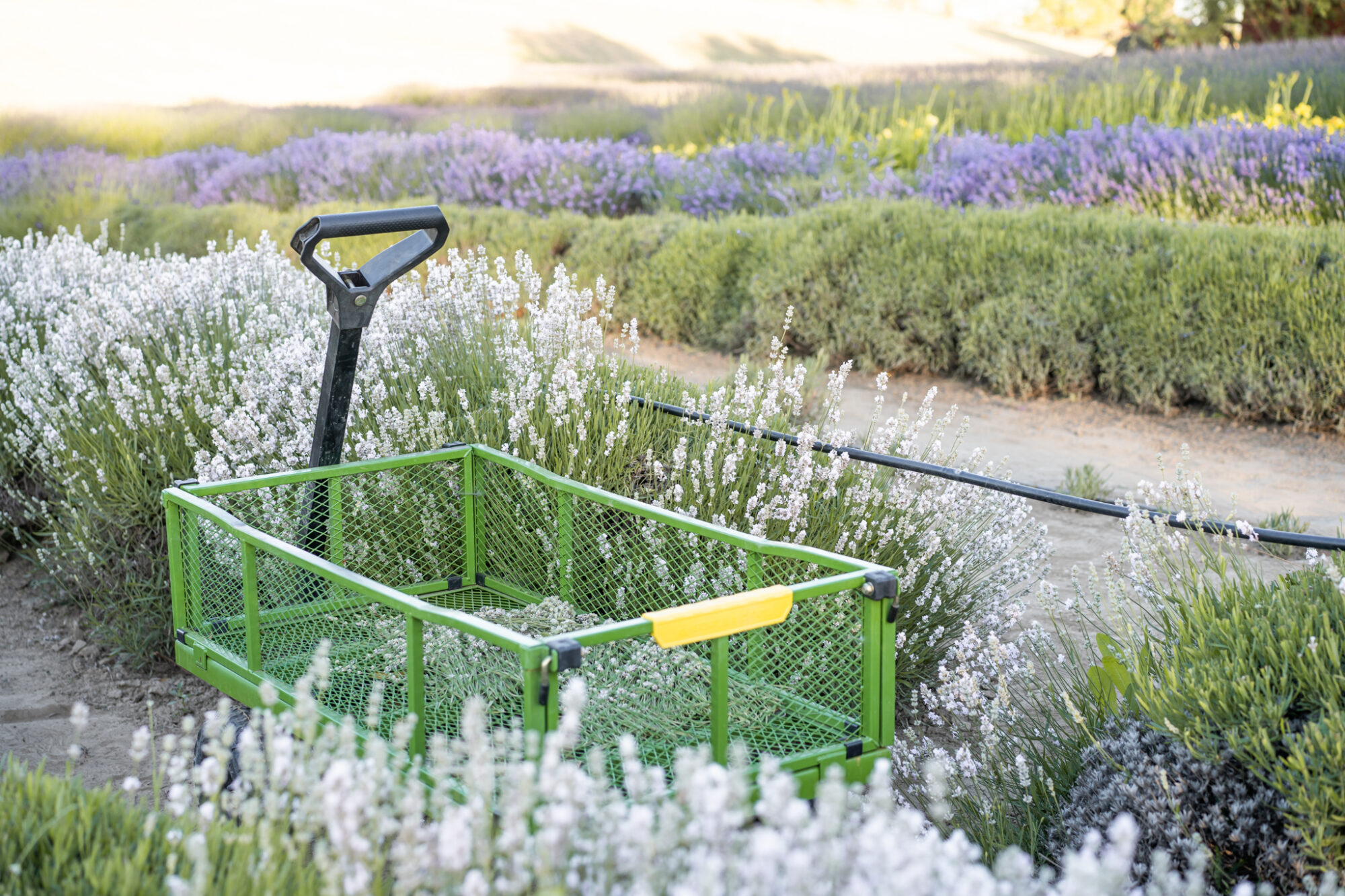 Make Summer Official with a Trip to the Blue Mountain Lavender Farm ...