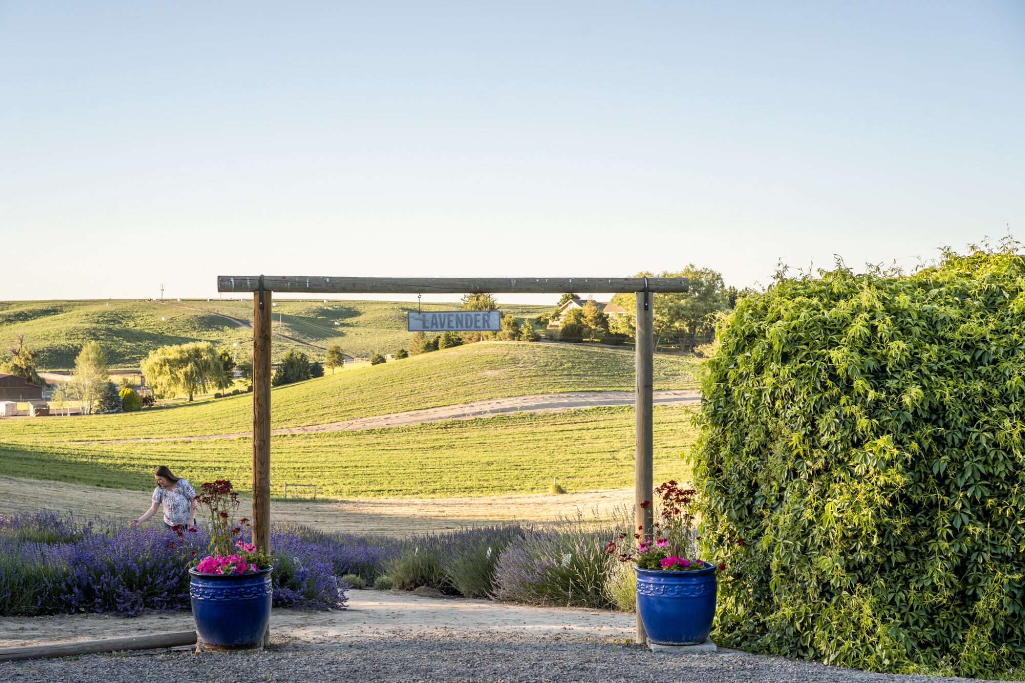 Make Summer Official with a Trip to the Blue Mountain Lavender Farm ...