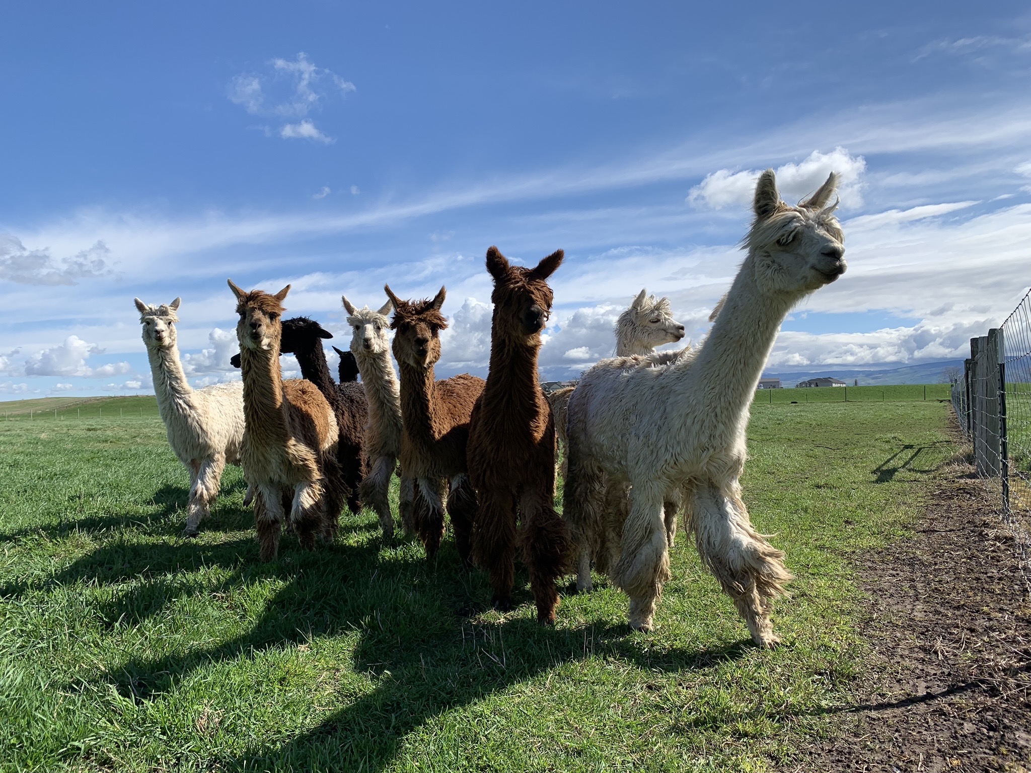 Old Homestead Alpacas - Visit Walla Walla