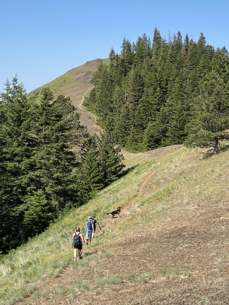 Hiking the Grouse Mountain Trail: The early bird catches the best ...