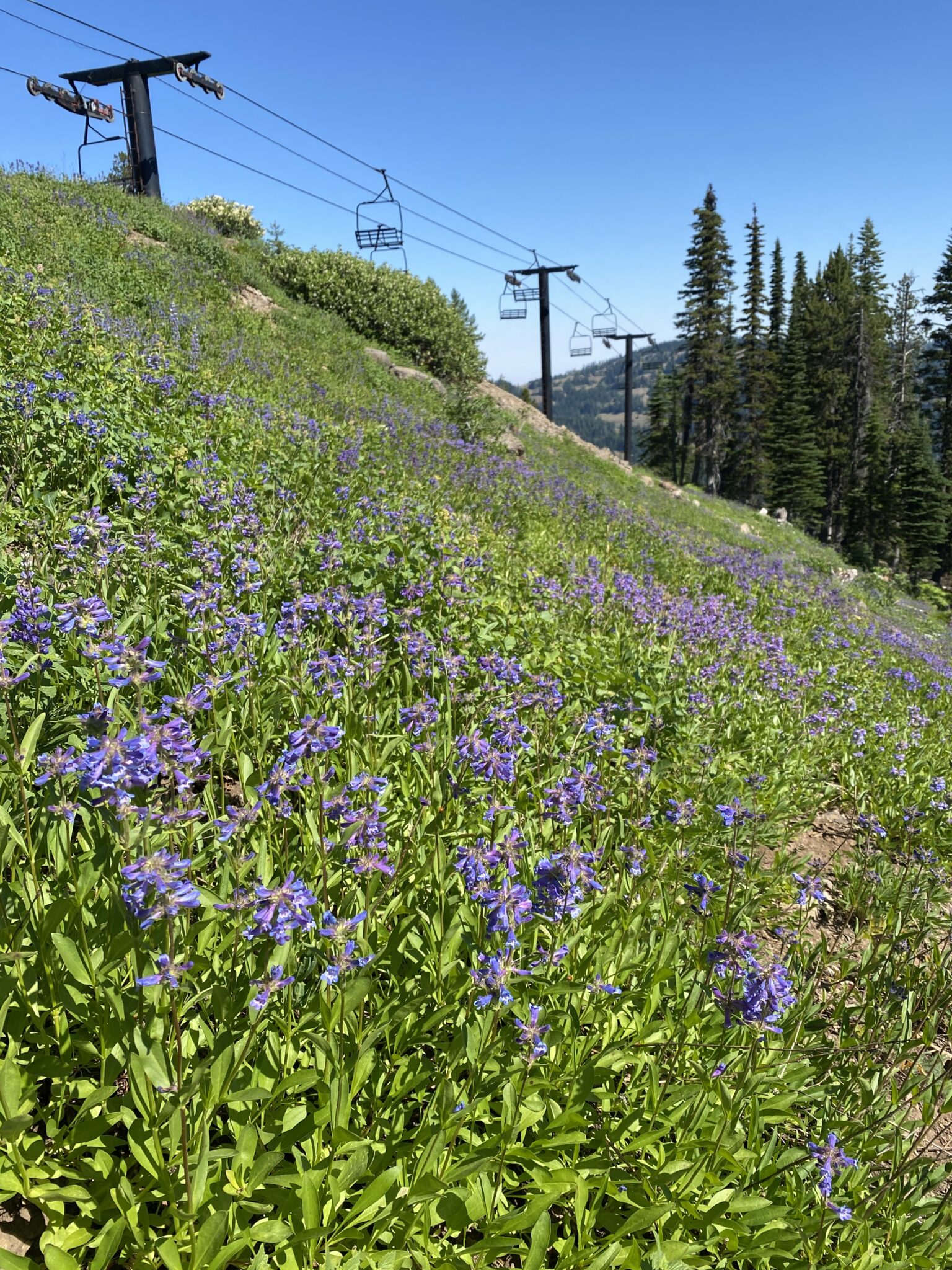 Hiking Bluewood Ski Area: A Tale of Two Seasons - Visit Walla Walla